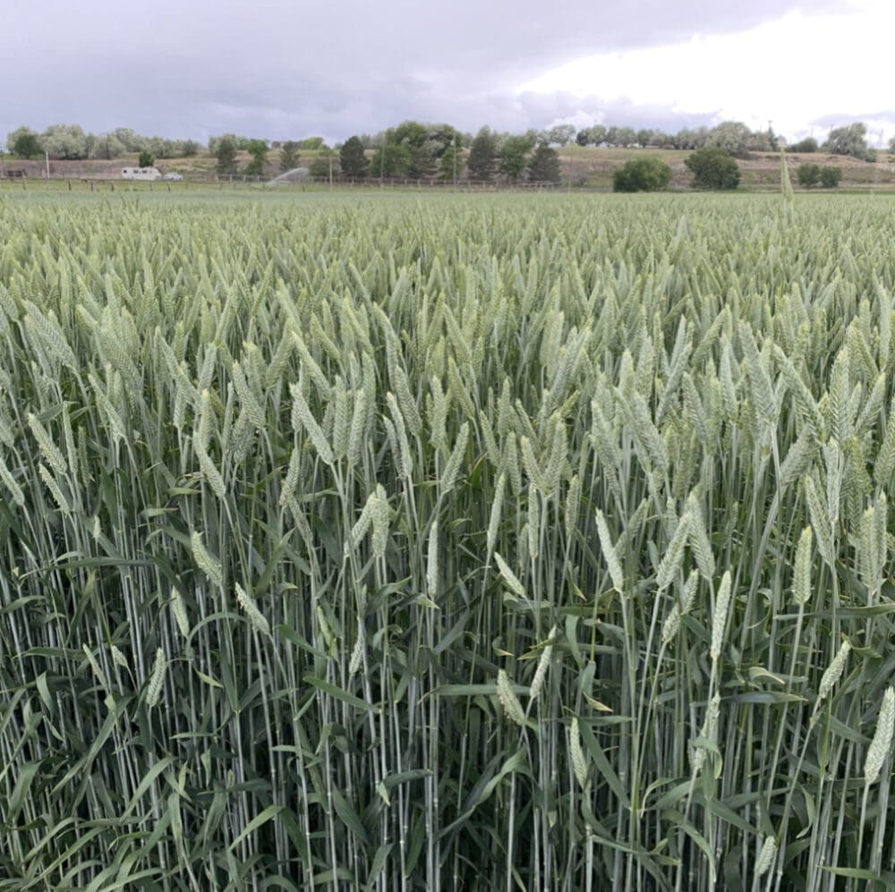 Gunner™ Triticale - high yield TriCal forage grains at Great Basin Seed