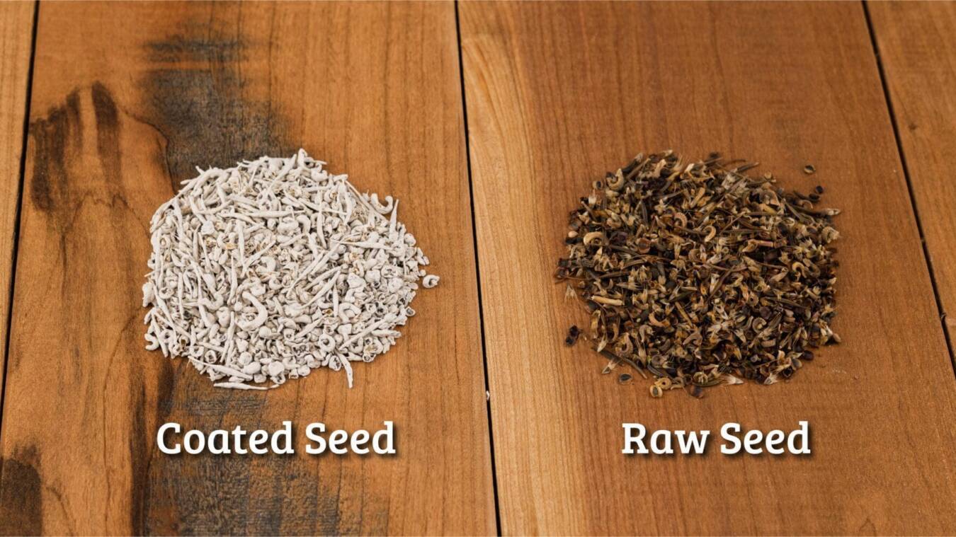 All Native Western Wildflower Seed Mix - Great Basin Seeds