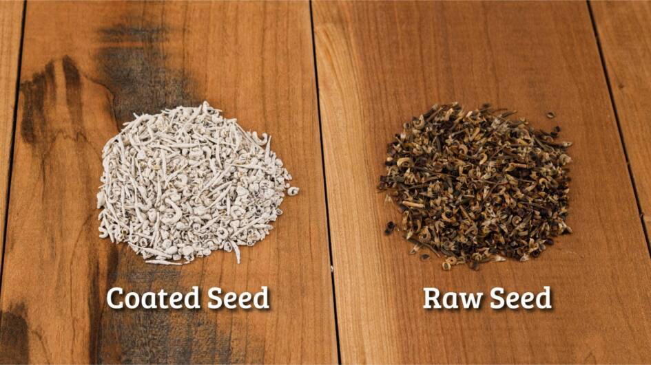 All Native Western Wildflower Seed Mix - Great Basin Seeds