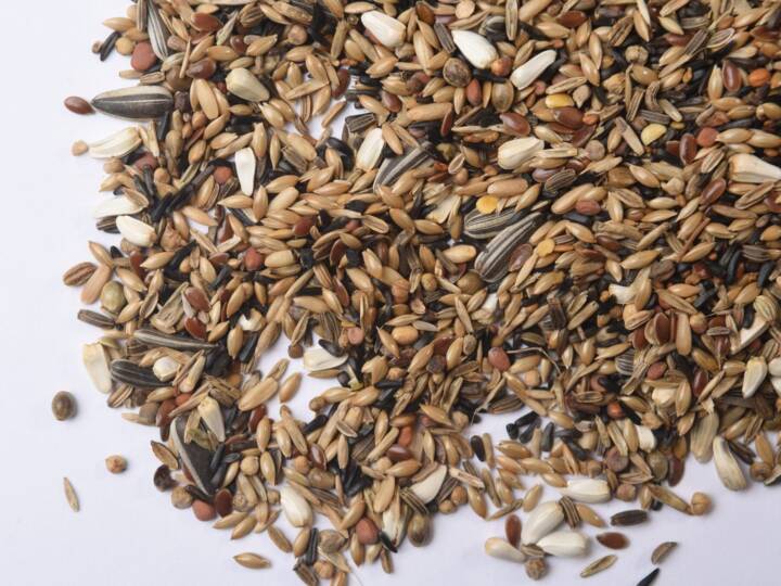 Dryland Pasture Seed Mix - Great Basin - drought tolerant grasses