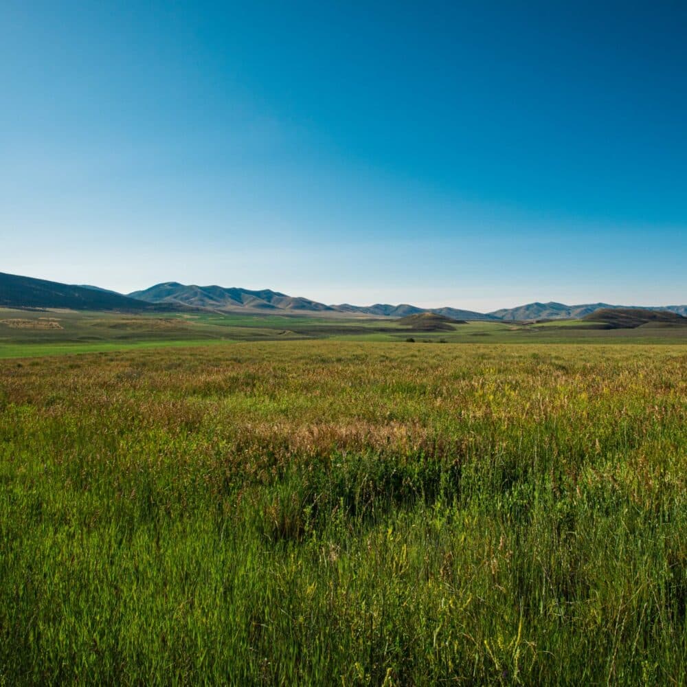 Great Basin Seed - your source for farm, ranch and range seed