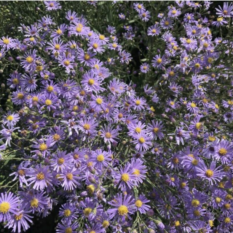 Smooth Blue Aster - Symphyotichum laeve - Great Basin Seed
