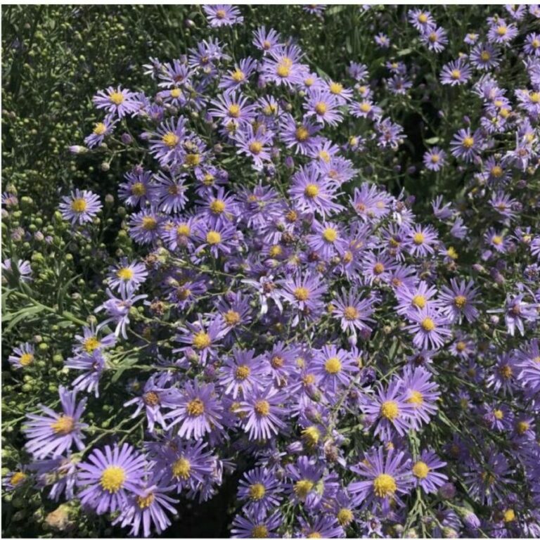 Smooth Blue Aster - Symphyotichum laeve - Great Basin Seeds