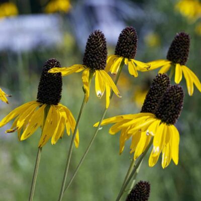 Basin Wildrye - Leymus cinerius - Great Basin Seeds