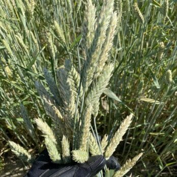 Motley Triticale - Great Basin Seed