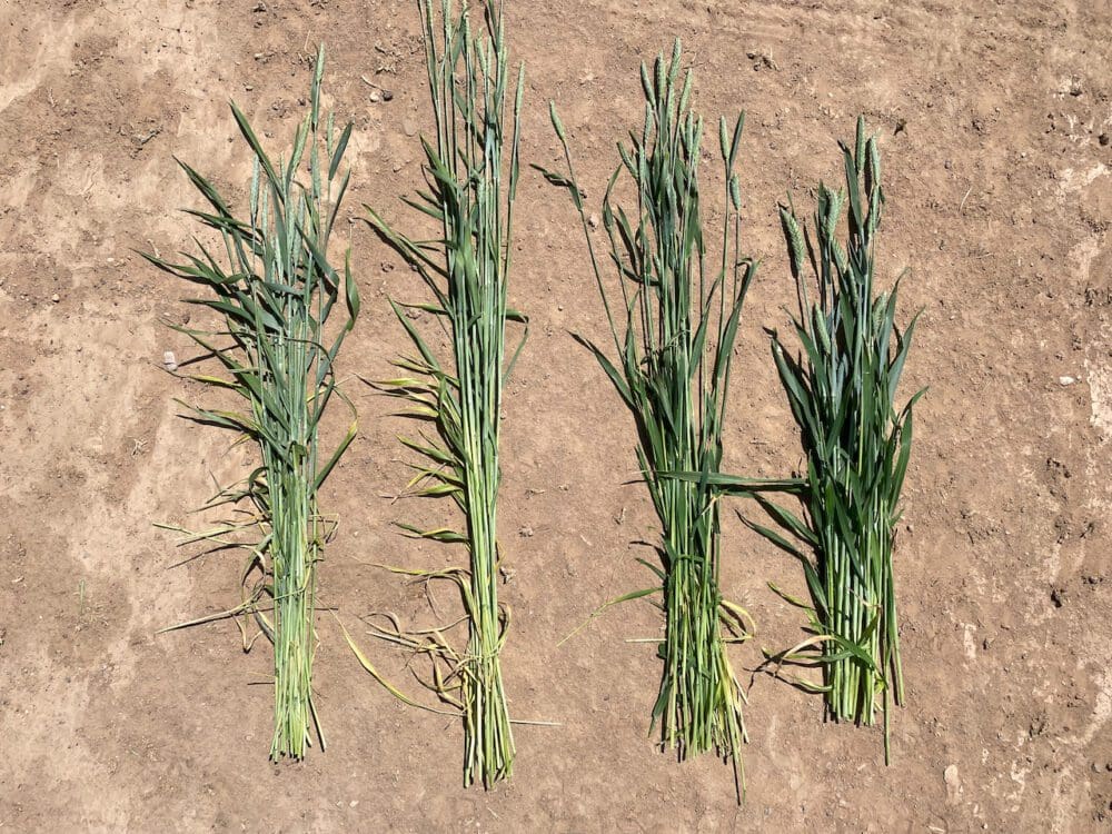 Motley Triticale - Great Basin Seeds