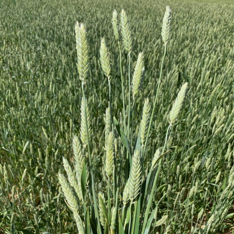 Motley Triticale - Great Basin Seed