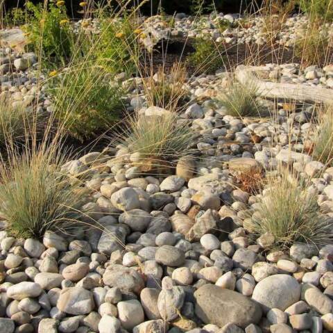Inland Saltgrass - Disticlis spicata - Great Basin Seeds