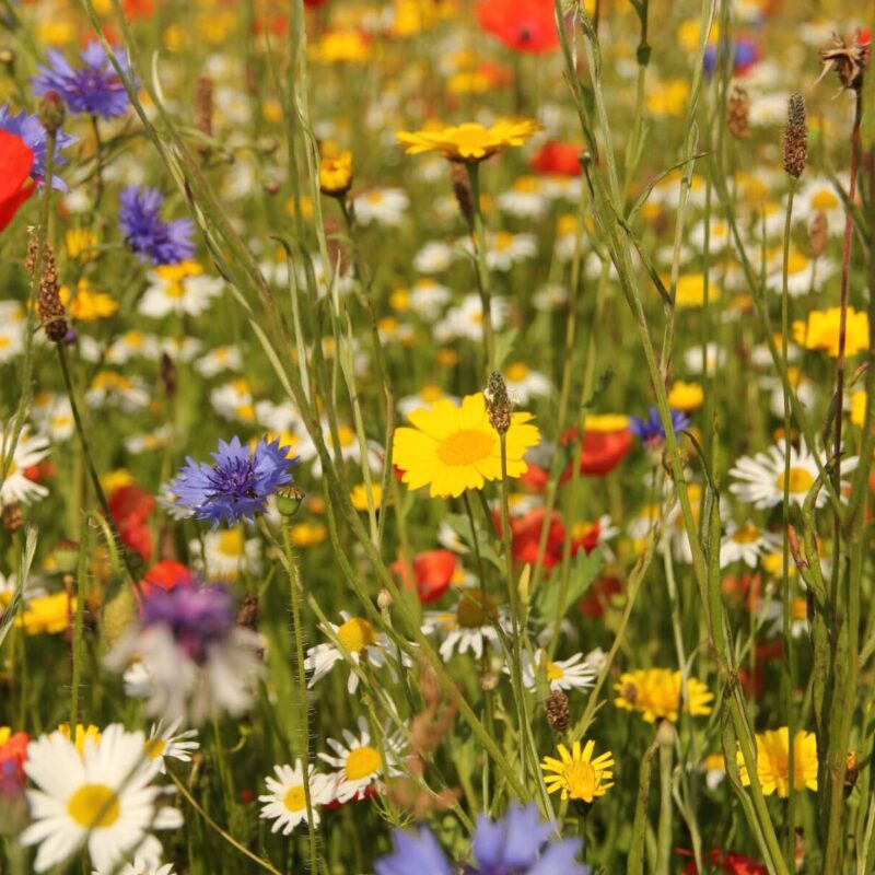 Xeriscape Wildflower Mix - Great Basin Seed - drought resistant ...