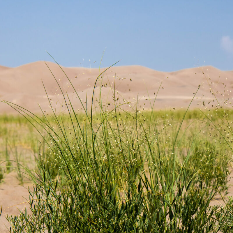 Rimrock Indian Ricegrass - Great Basin Seeds