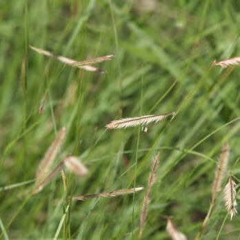 Homesteader's Choice Grass Mixture - Great Basin Seed