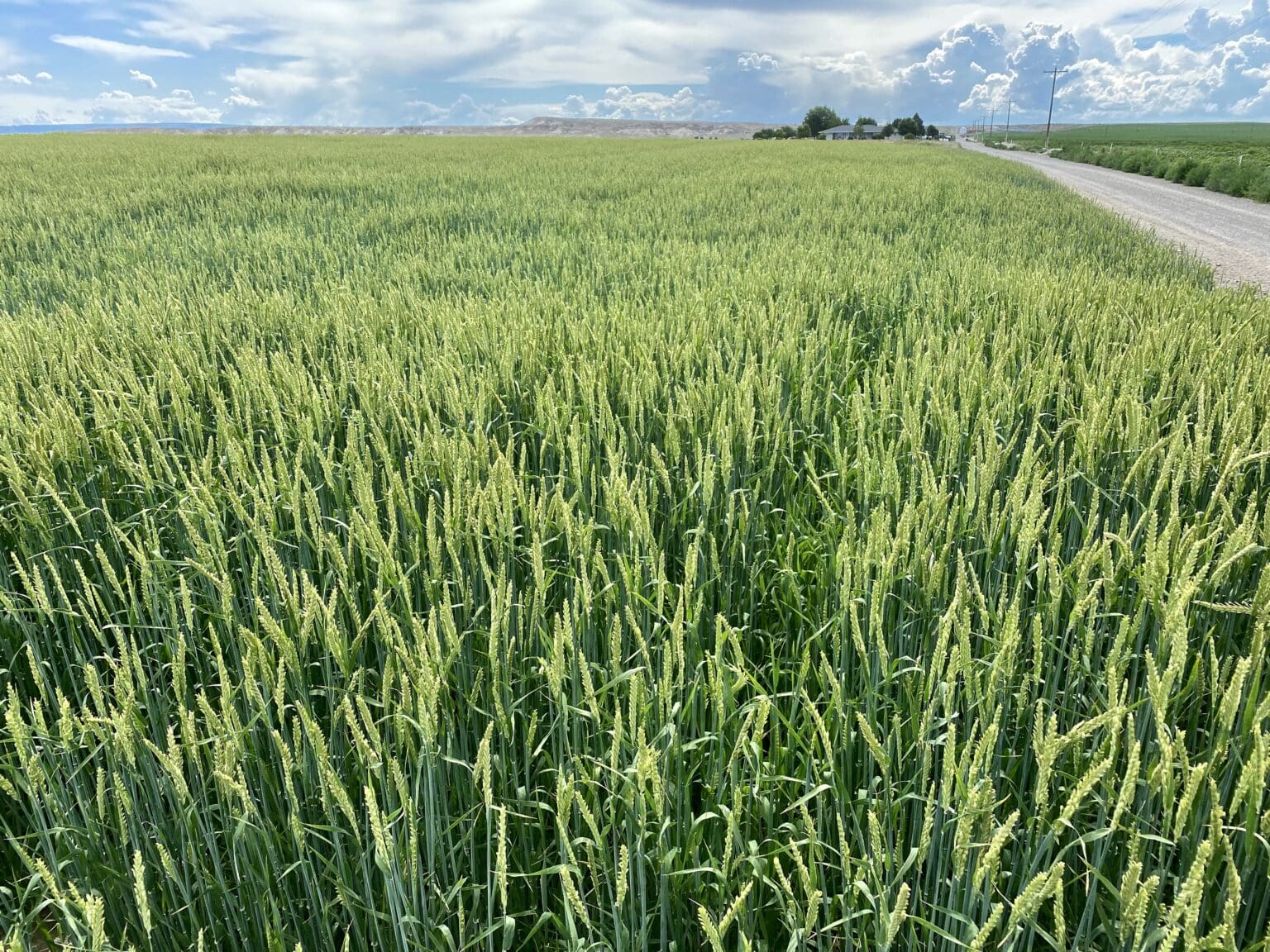 Vaquero Barley - Great Basin Seed