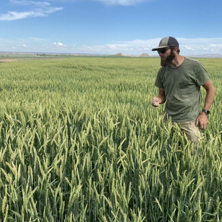 Vaquero Barley - Great Basin Seed