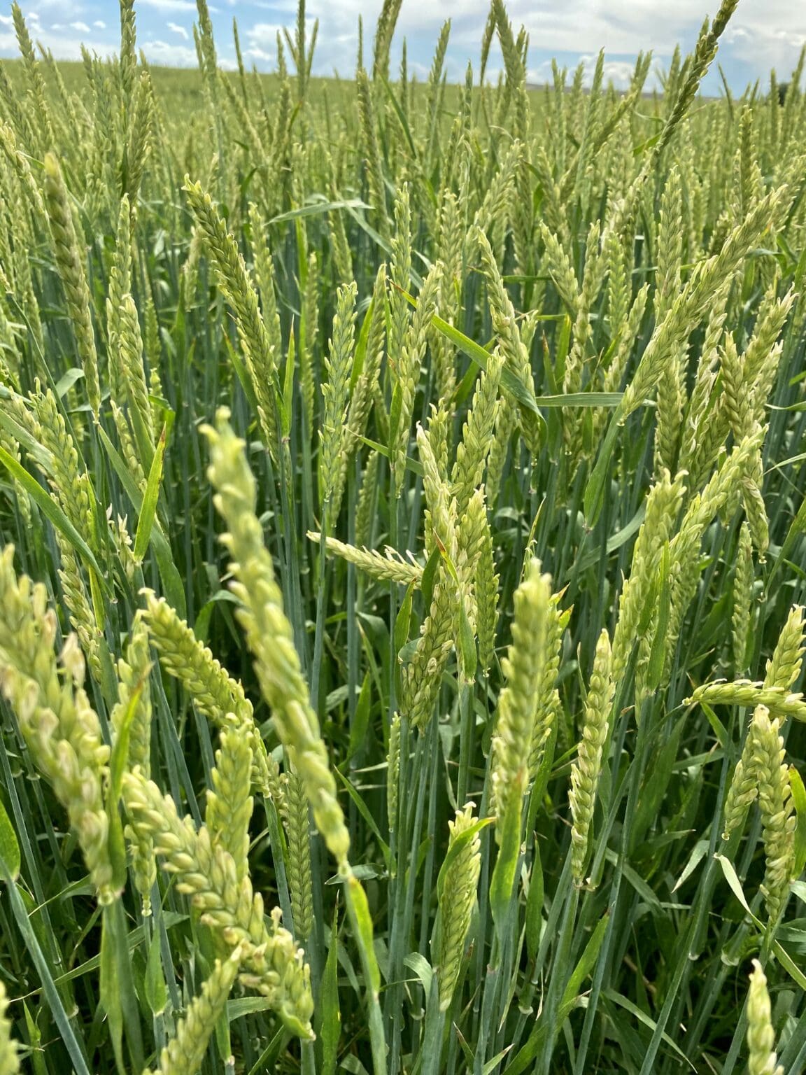 Making Sense of Small Grains - Great Basin Seed