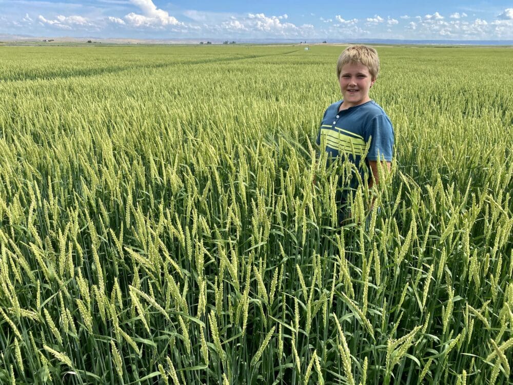 Vaquero Barley - Great Basin Seed