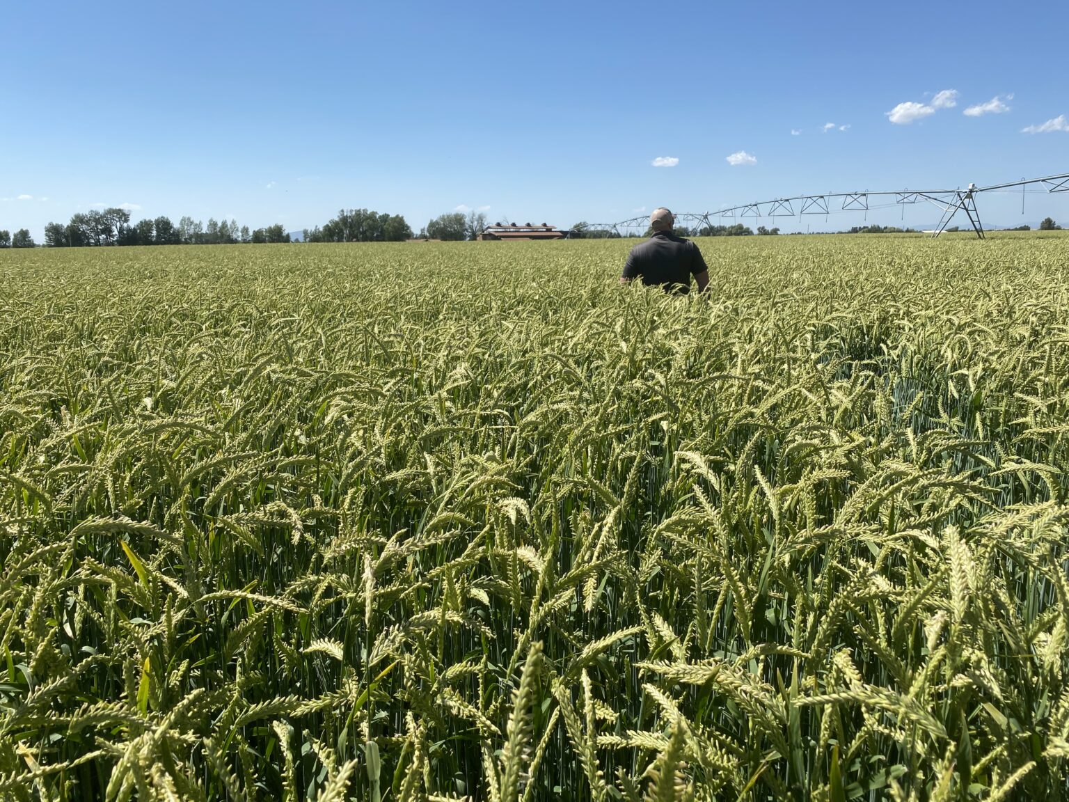 Vaquero Barley - Great Basin Seed
