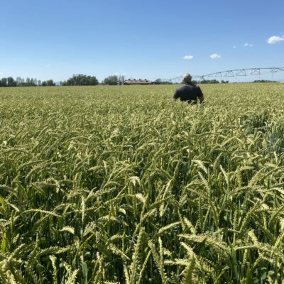 Vaquero Barley - Great Basin Seed