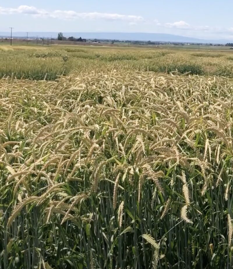 Valor Barley - Great Basin Seeds - Winter Beardless Barley