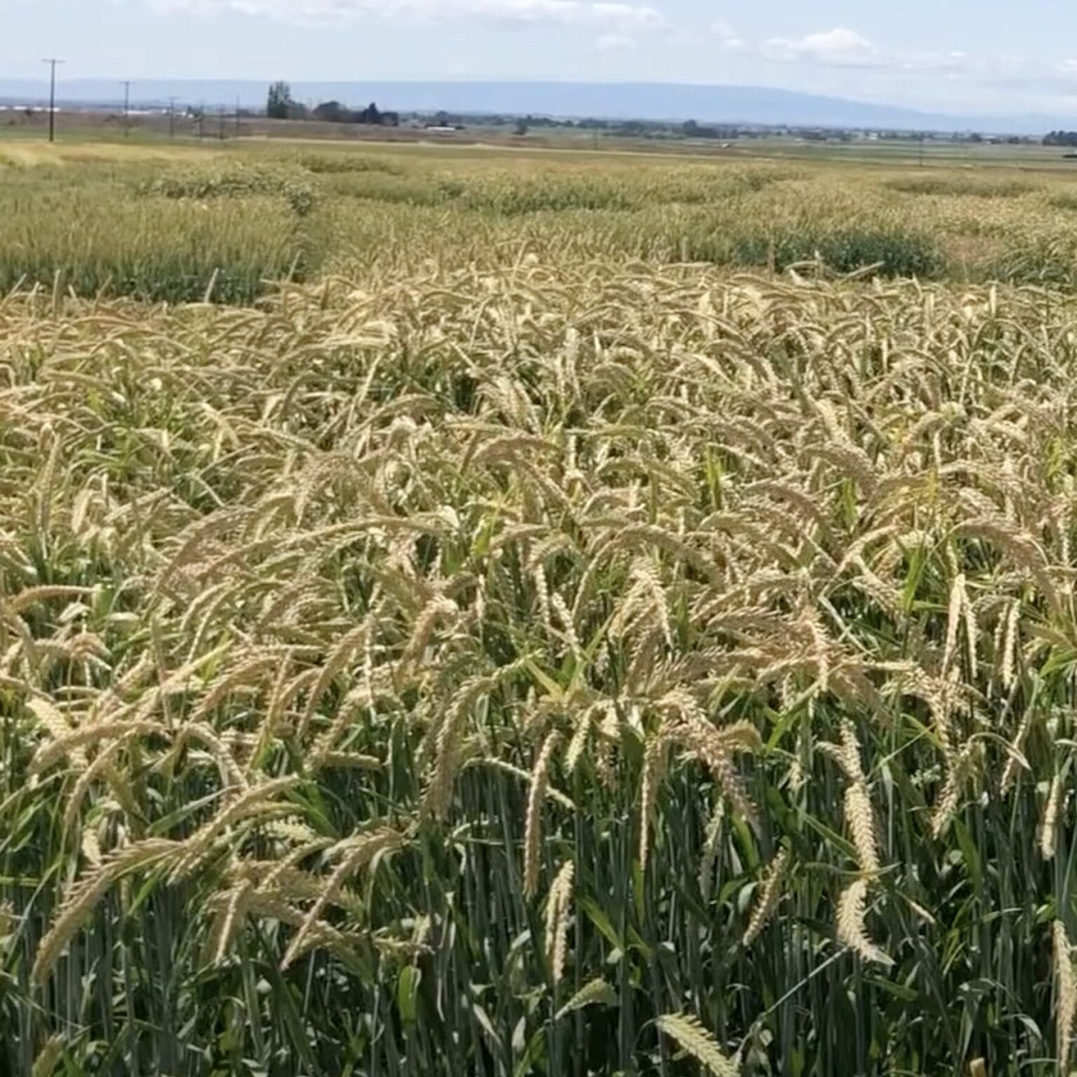 Vaquero Barley - Great Basin Seed