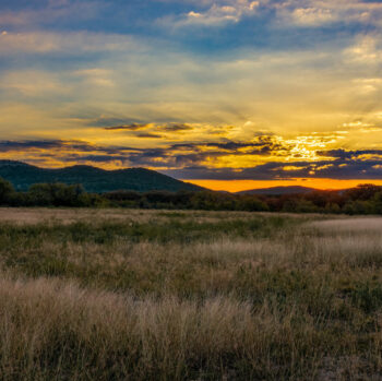 Warm Season Grasses - Great Basin Seeds