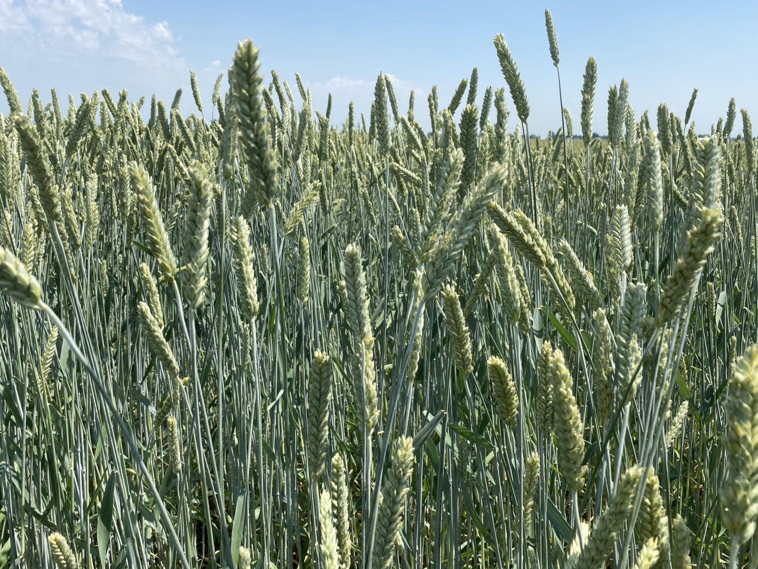 What is the difference between bearded, awletted and beardless grain ...