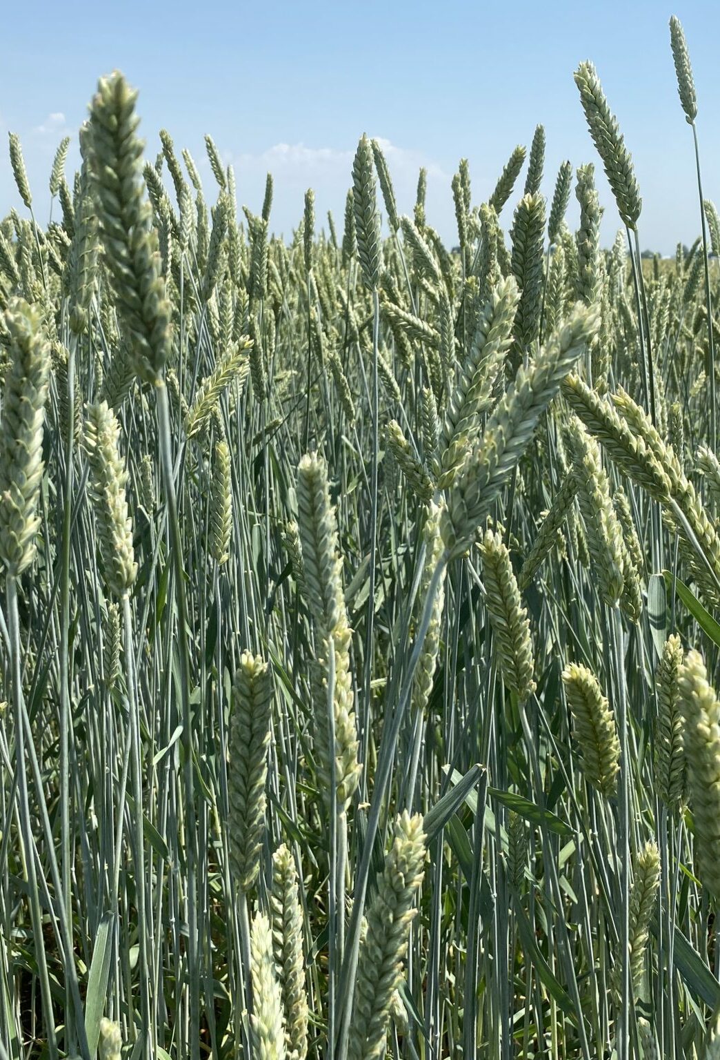 What is the difference between bearded, awletted and beardless grain ...