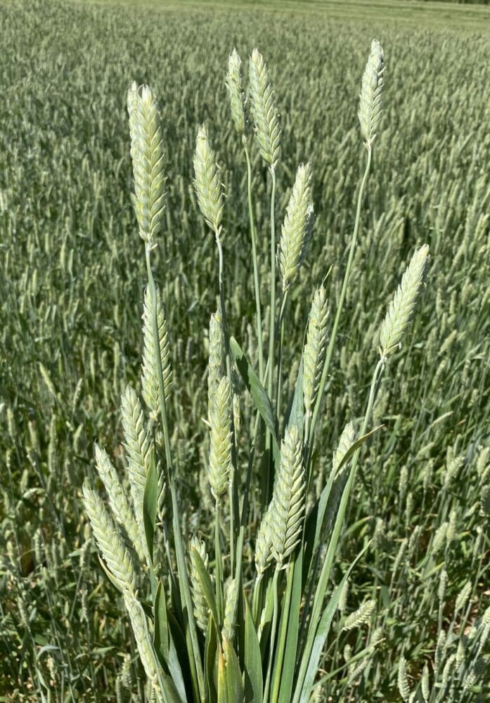 What is the difference between bearded, awletted and beardless grain ...