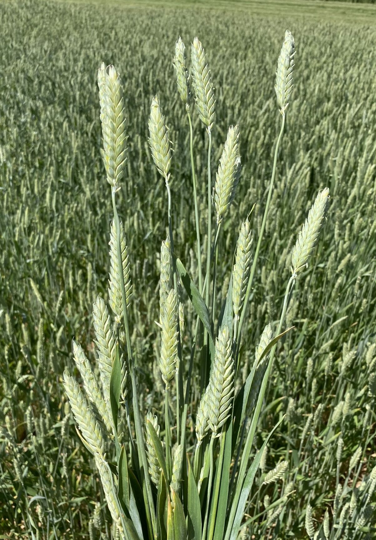 What is the difference between bearded, awletted and beardless grain ...