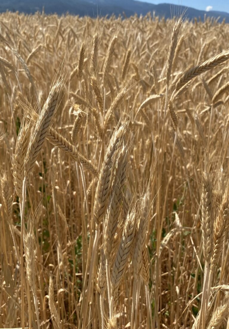 What is the difference between bearded, awletted and beardless grain ...