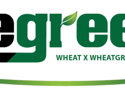 Regreen™ Hybrid Wheatgrass - Great Basin Seeds