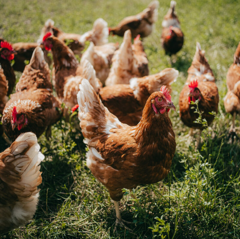 Chicken Pasture Mix - Great Basin Seeds