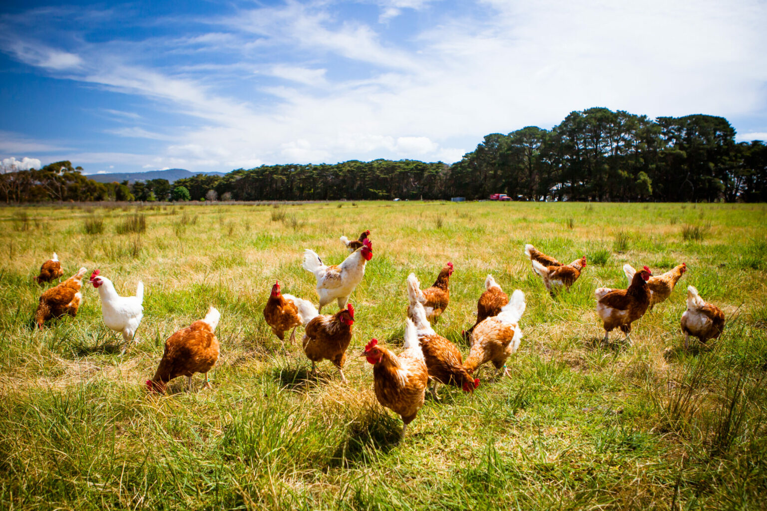 Chicken Pasture Mix - Great Basin Seed