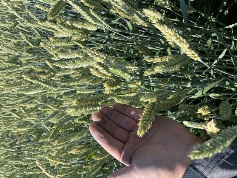 Fall/Winter Small Grains - Great Basin Seed