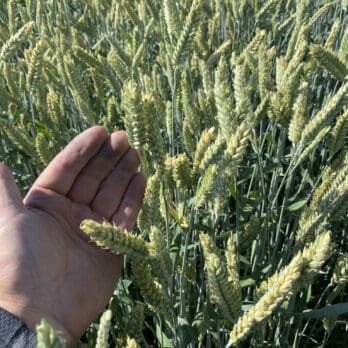 Fall/Winter Small Grains - Great Basin Seeds