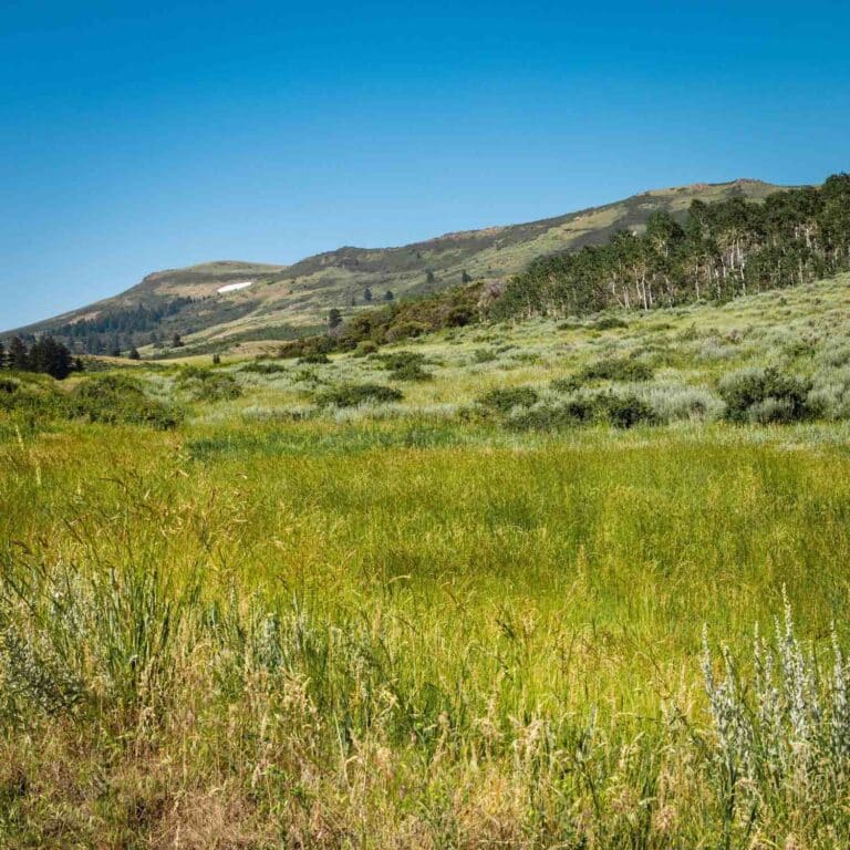 Erosion Control Pasture Mix - Great Basin Seed - pasture mixes for ...