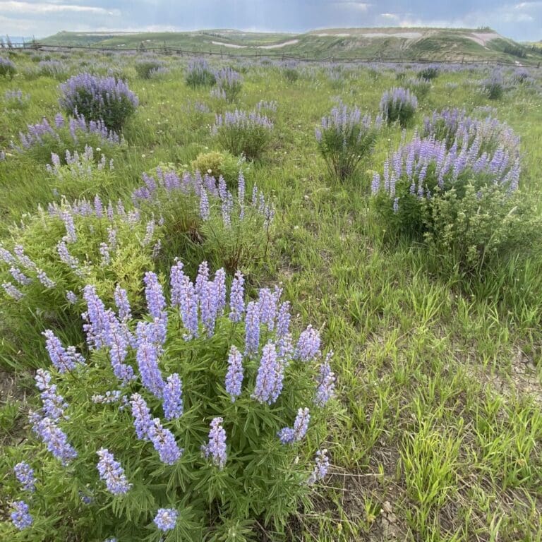 All Native Western Wildflower Seed Mix - Great Basin Seeds