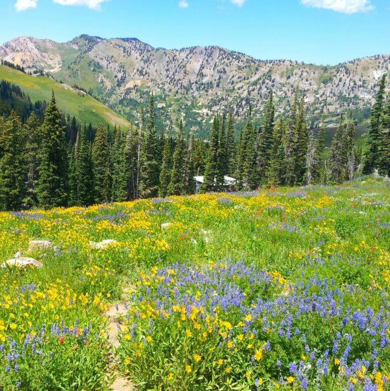 All Native Western Wildflower Seed Mix - Great Basin Seeds