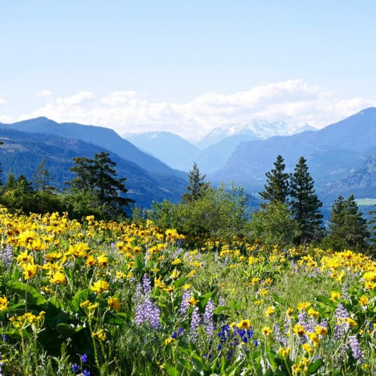 All Native Western Wildflower Seed Mix - Great Basin Seeds