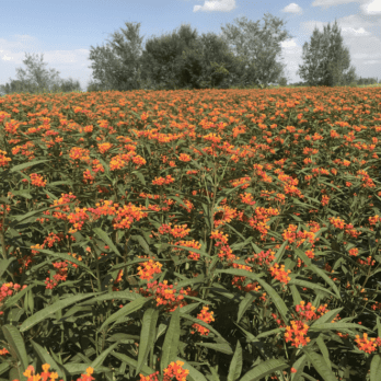 Bloodflower Milkweed - Asclepias curassavica - Great Basin Seed
