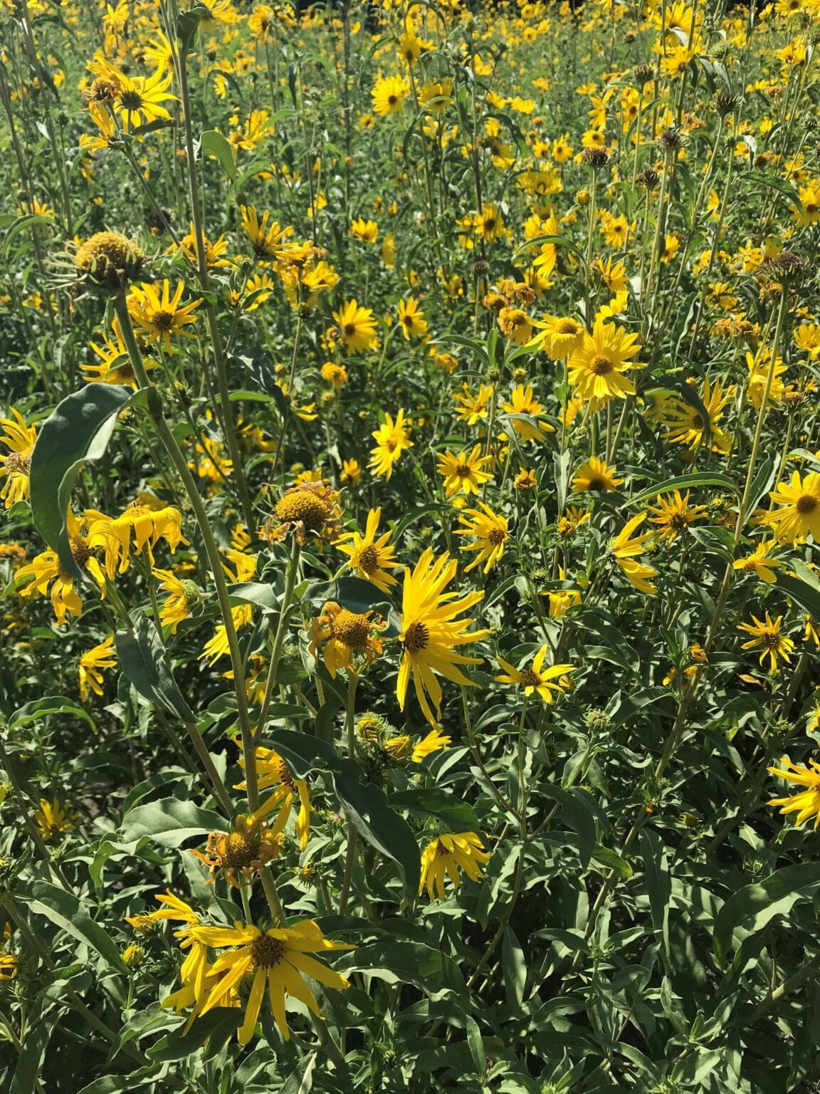 Great Basin Seed - your source for farm, ranch and range seed