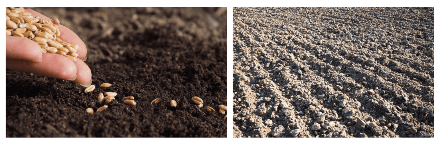 Cabin Seed Mix, Seed for Septic & Utility - Great Basin Seeds