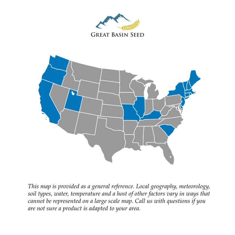 Sheep Fescue - Great Basin Seeds - Festuca ovina