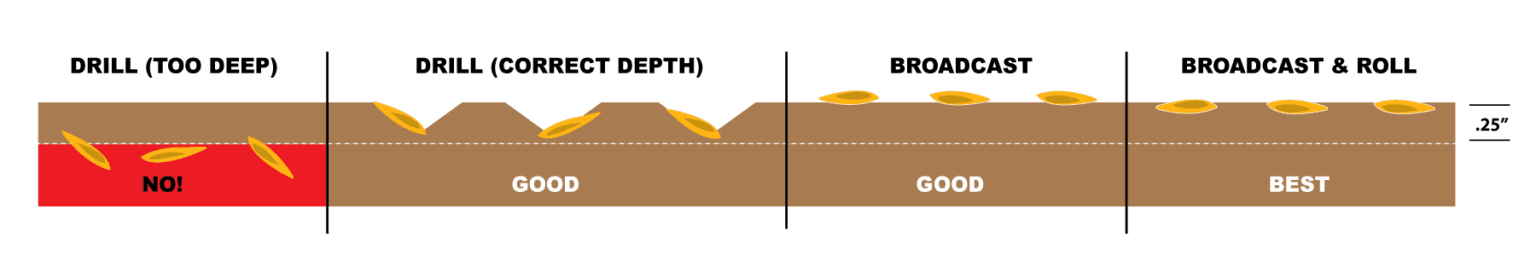 Dryland Pasture Seed Mix - Great Basin - drought tolerant grasses
