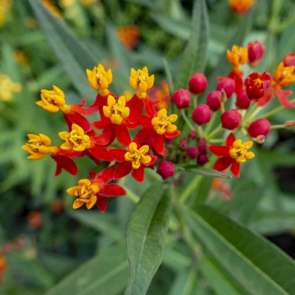 Bloodflower Milkweed - Asclepias curassavica - Great Basin Seeds
