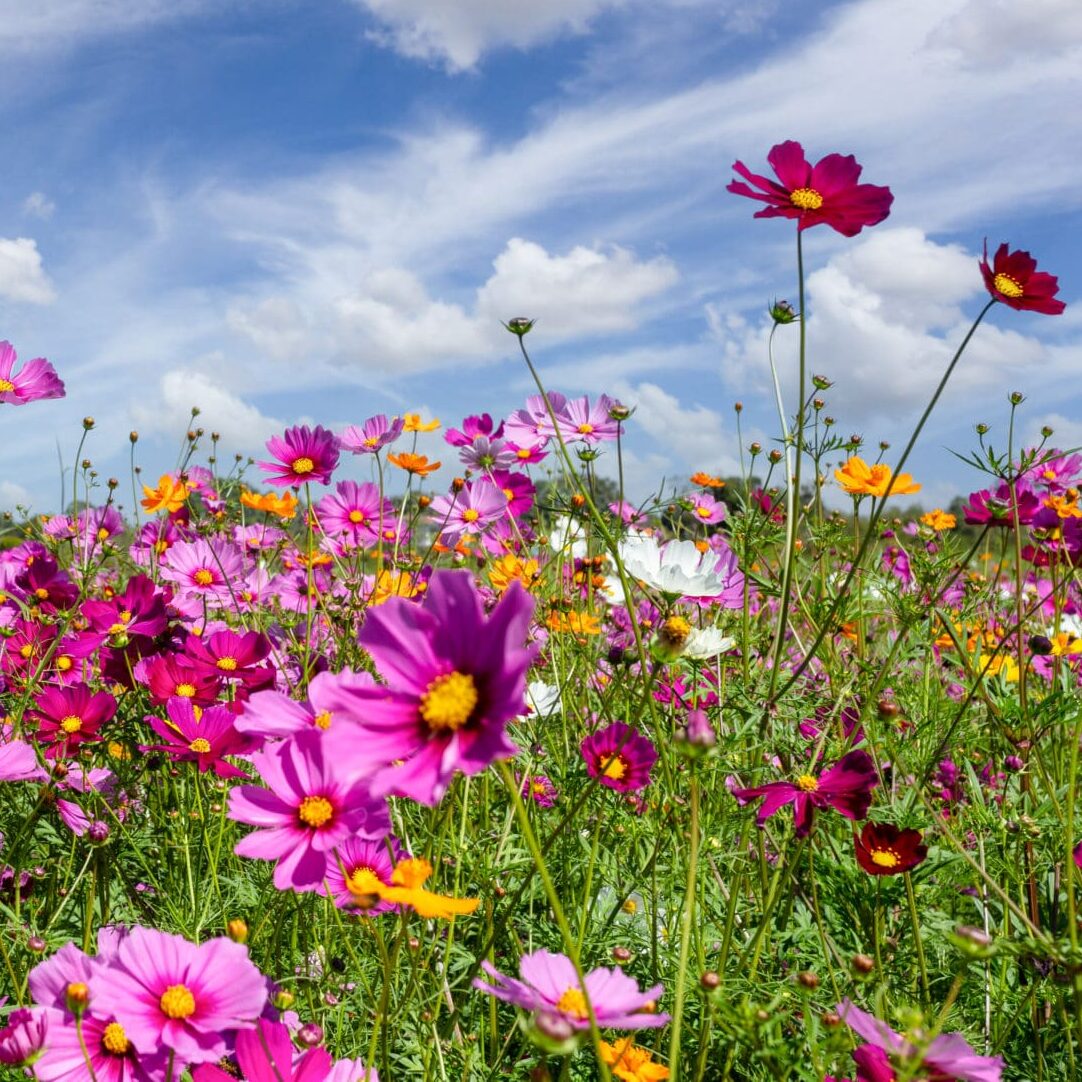 Cosmos Sensation Mix - Great Basin Seeds - Regional Wildflower Seed Mixes