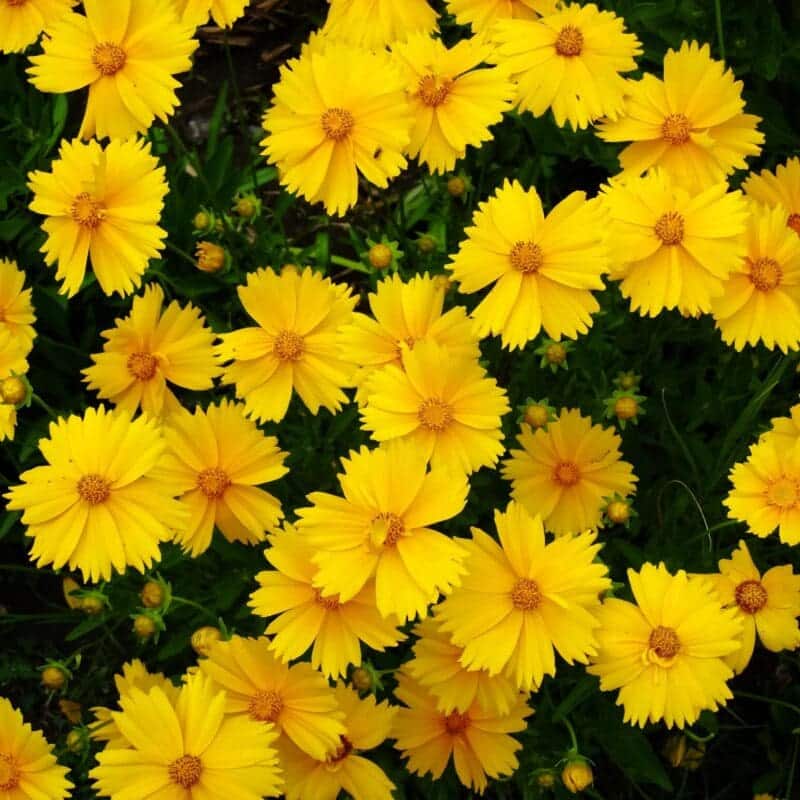 Lance-Leaf Coreopsis - Coreopsis lanceolata - Lanceleaf Coreopsis Great ...
