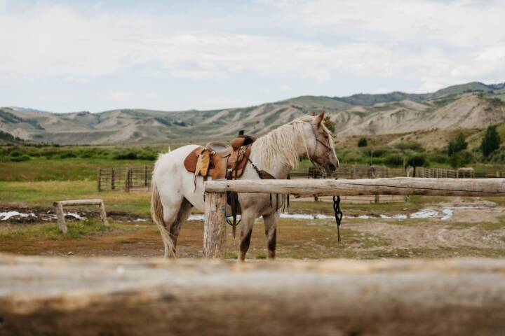 The Anvil Project - Great Basin Seed - a farm and ranch documentary