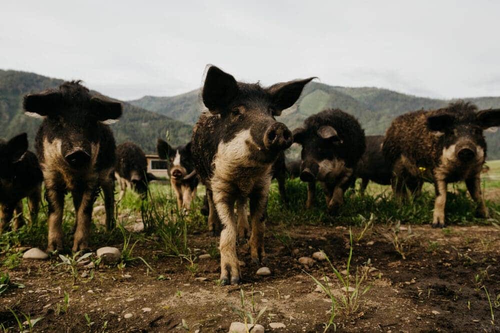 The Anvil Project - Great Basin Seed - a farm and ranch documentary