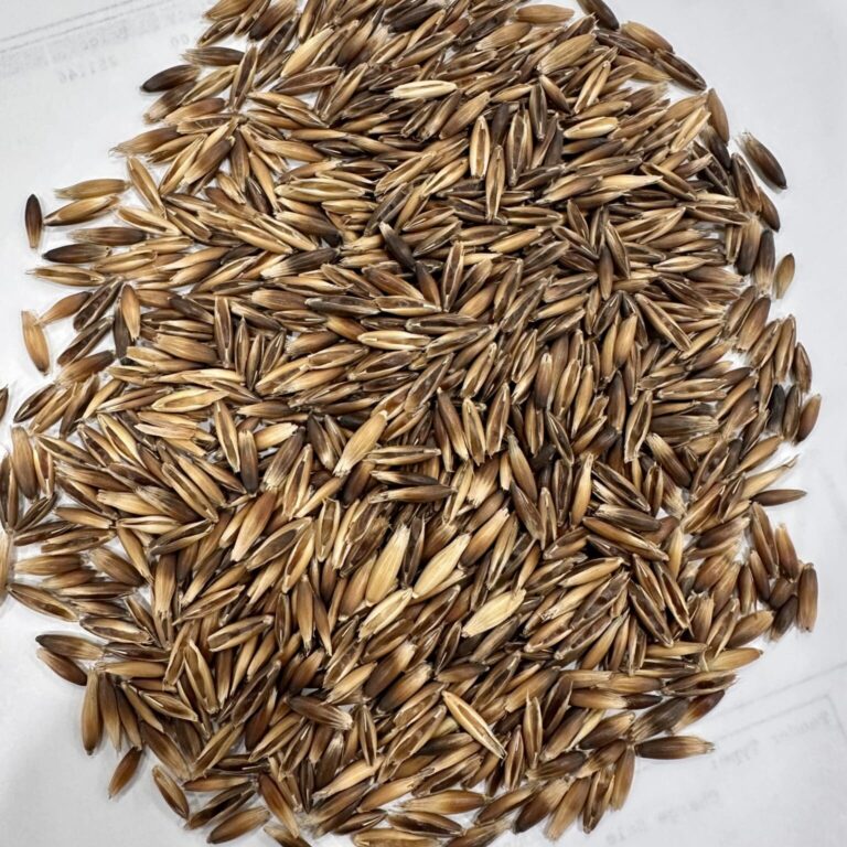 Everleaf™ 126 Oat - Tall Forage Oats at Great Basin Seed - Giant Forage Oat