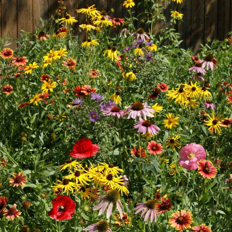 Sale - Great Basin Seed